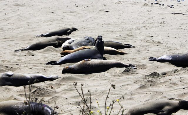 Elephant Seals of San Simeon - California Through My Lens