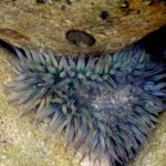 Tide Pools of Little Corona Del Mar - California Through My Lens