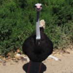 Ostrich Land: An Ostrich Farm Off The 101 | California Through My Lens