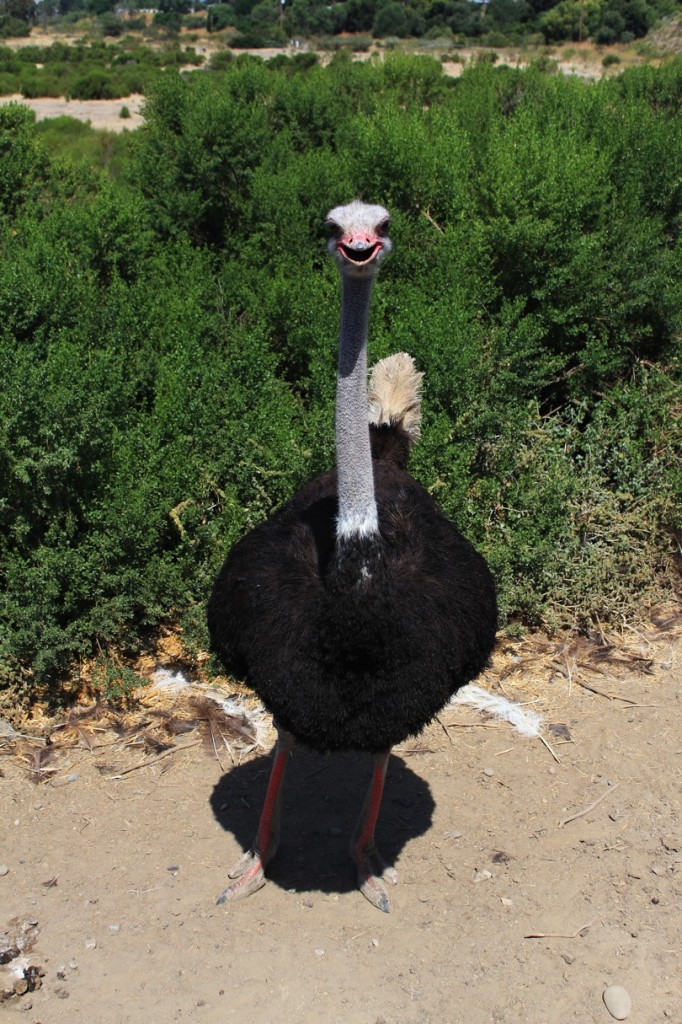 Ostrich Land: An Ostrich Farm Off The 101 - California Through My Lens