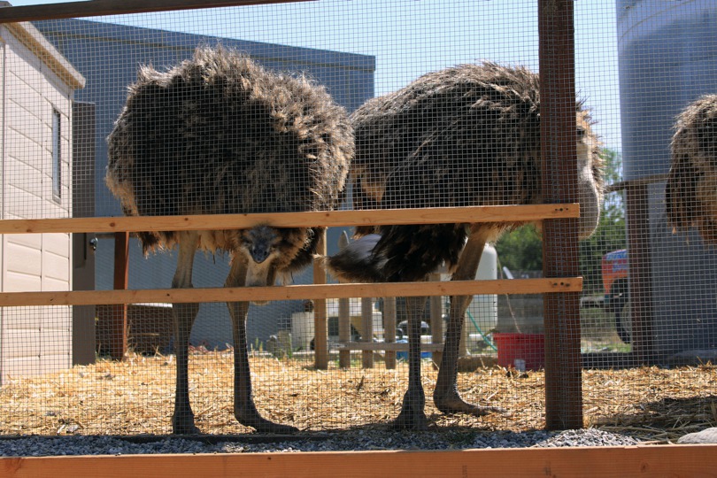 Ostrich Land: An Ostrich Farm Off The 101 | California Through My Lens