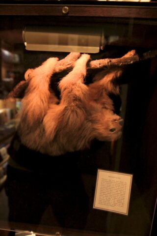 Museum of Jurassic Technology in Los Angeles: LA's Strangest Museum ...