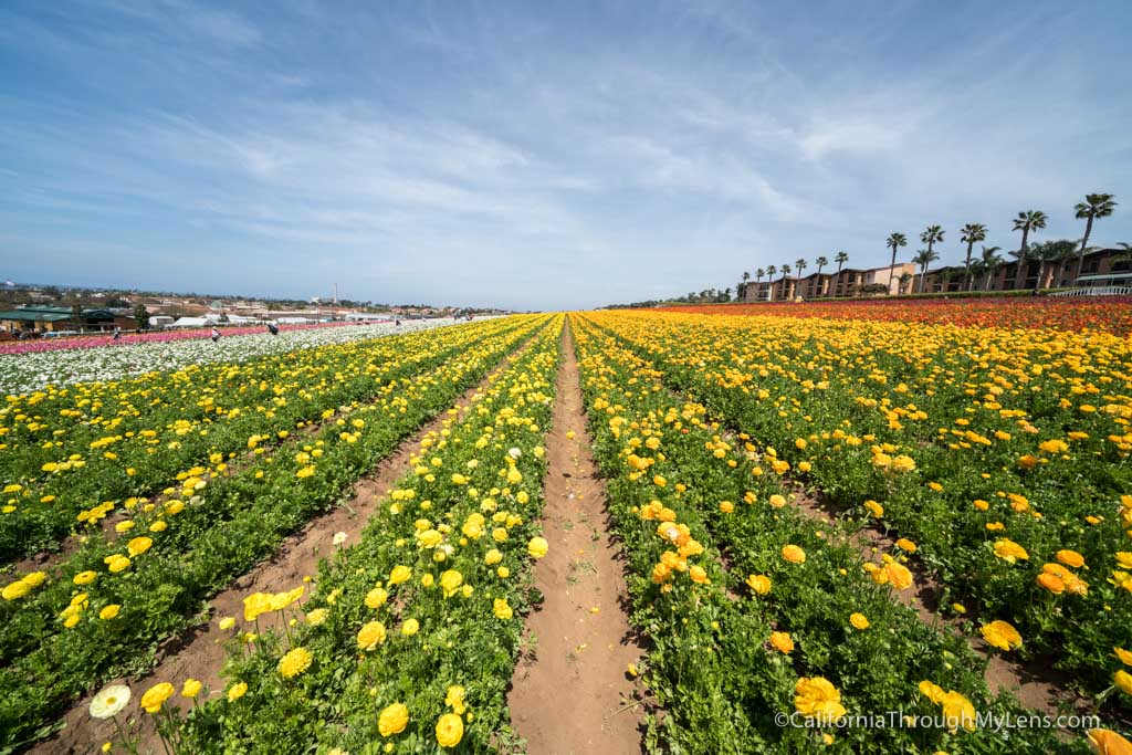 Flower Fields of Carlsbad Review & Photos - California Through My Lens