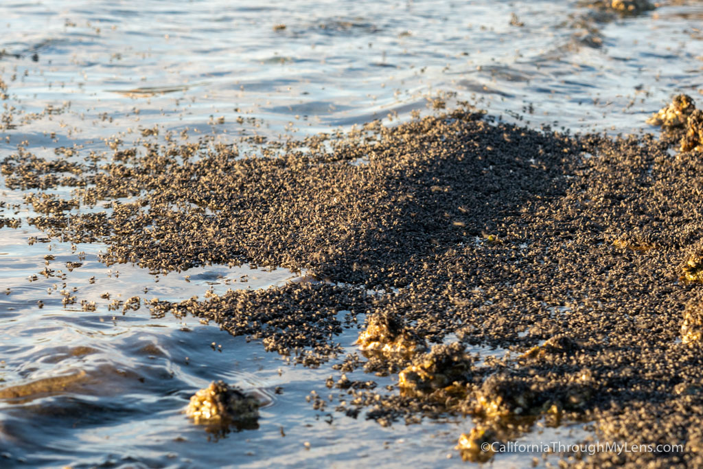 Mono Lake: Tufas, Alkali Flies and Shorebirds - California Through My Lens