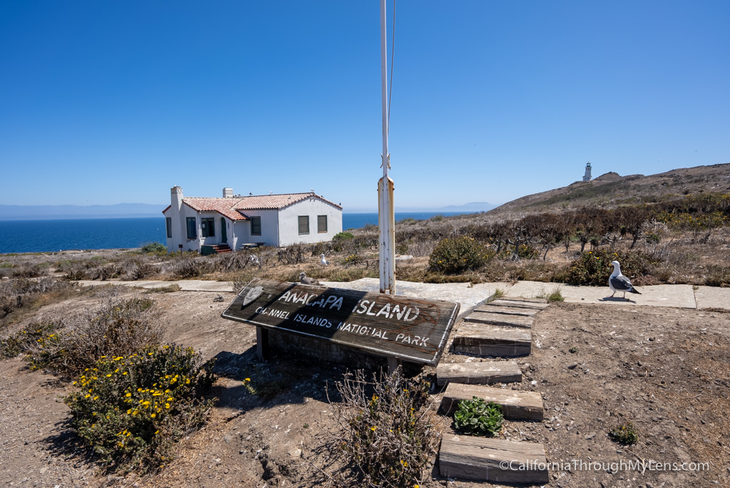 Anacapa Island Day Trip Guide: Channel Islands National Park ...