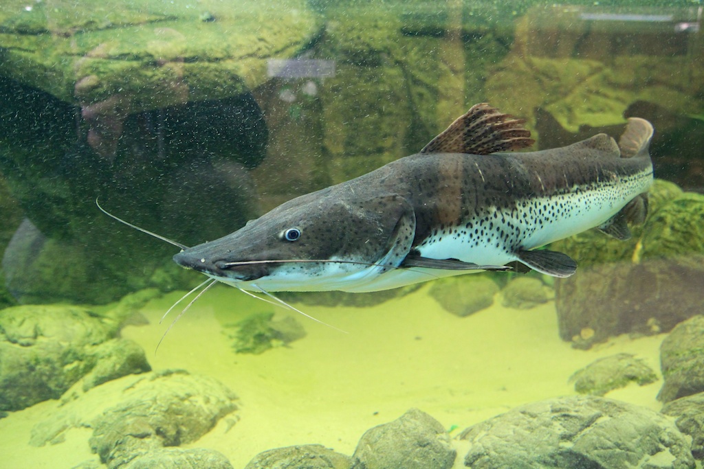 Prehistoric Pets: A Reptile Zoo and Store - California Through My Lens