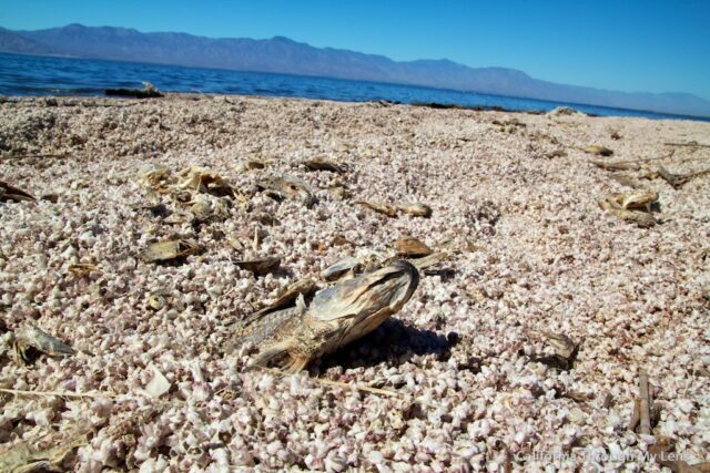 Salton Sea: Attractions, Art, Mud Volcanoes and Dead Fish - California ...