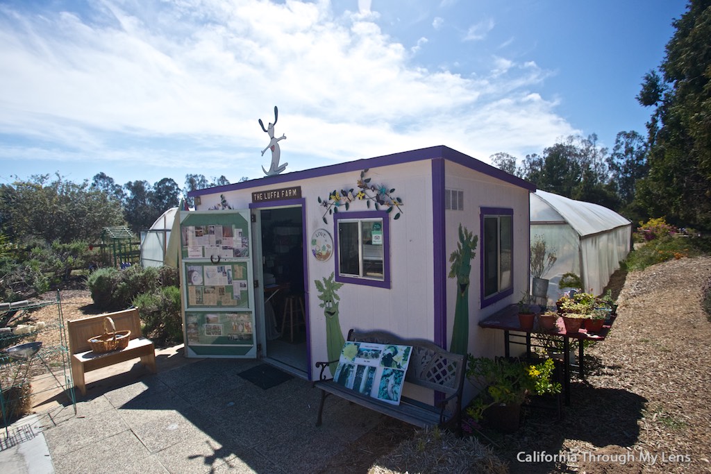 Luffa Farm in Nipomo: The Bath Scrubs that Grow on a Bush - California ...
