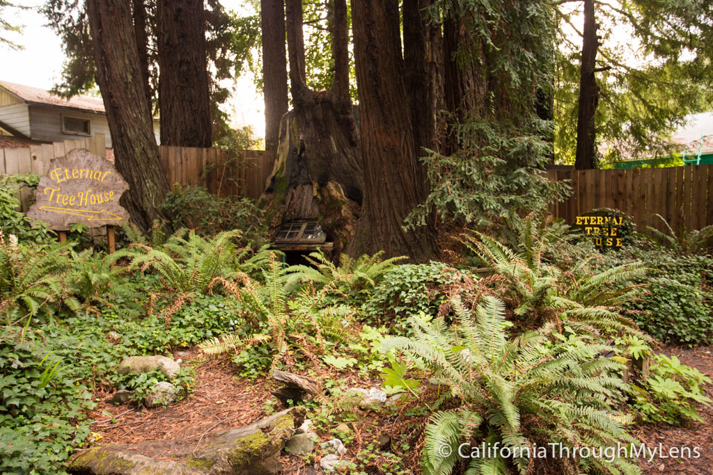 Eternal Treehouse: Fun Roadside Stop for Kids in Avenue of the Giants ...