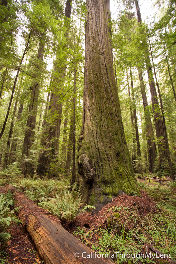 Founders Grove in the Avenue of the Giants - California Through My Lens