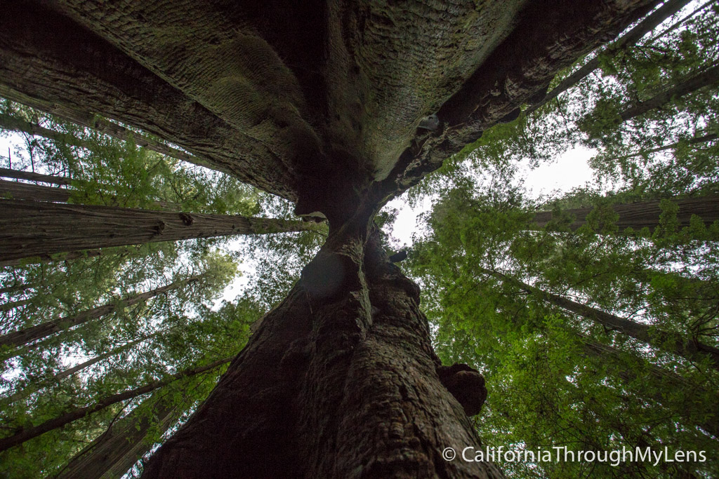 Founders Grove in the Avenue of the Giants - California Through My Lens