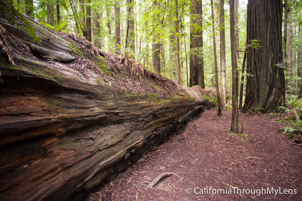 Founders Grove in the Avenue of the Giants - California Through My Lens