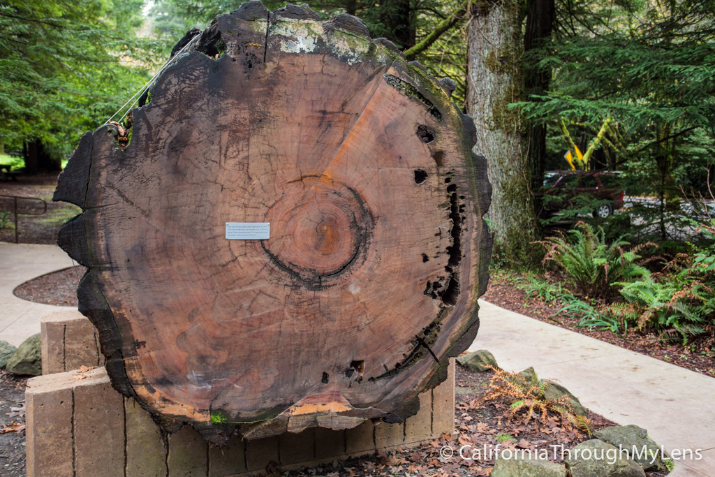 Founders Grove in the Avenue of the Giants - California Through My Lens