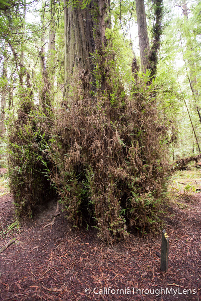Founders Grove in the Avenue of the Giants - California Through My Lens
