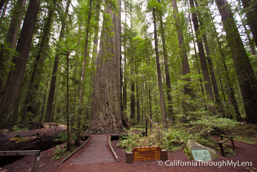 Founders Grove in the Avenue of the Giants - California Through My Lens