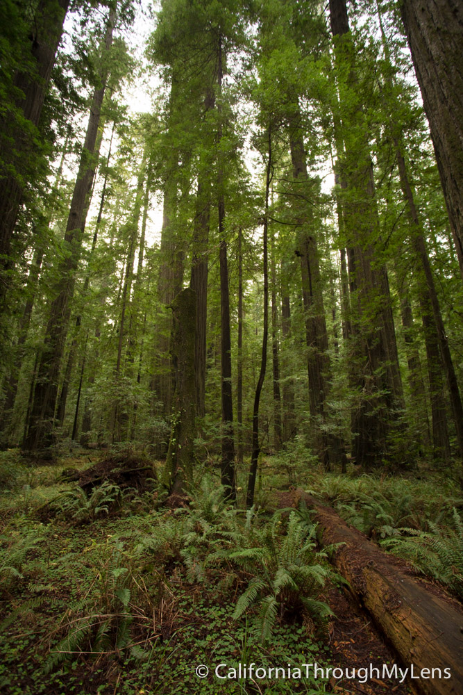 Founders Grove in the Avenue of the Giants - California Through My Lens