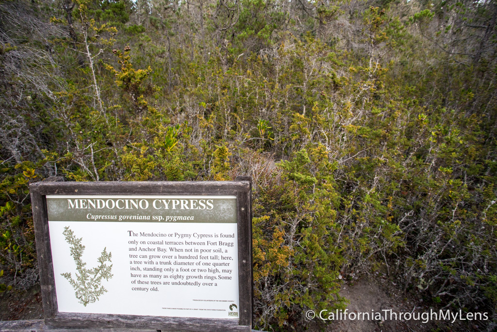 Pygmy Forest of Mini Trees in Van Damme State Park - California Through ...