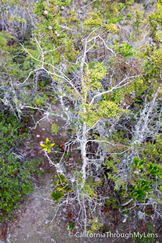 Pygmy Forest of Mini Trees in Van Damme State Park - California Through ...