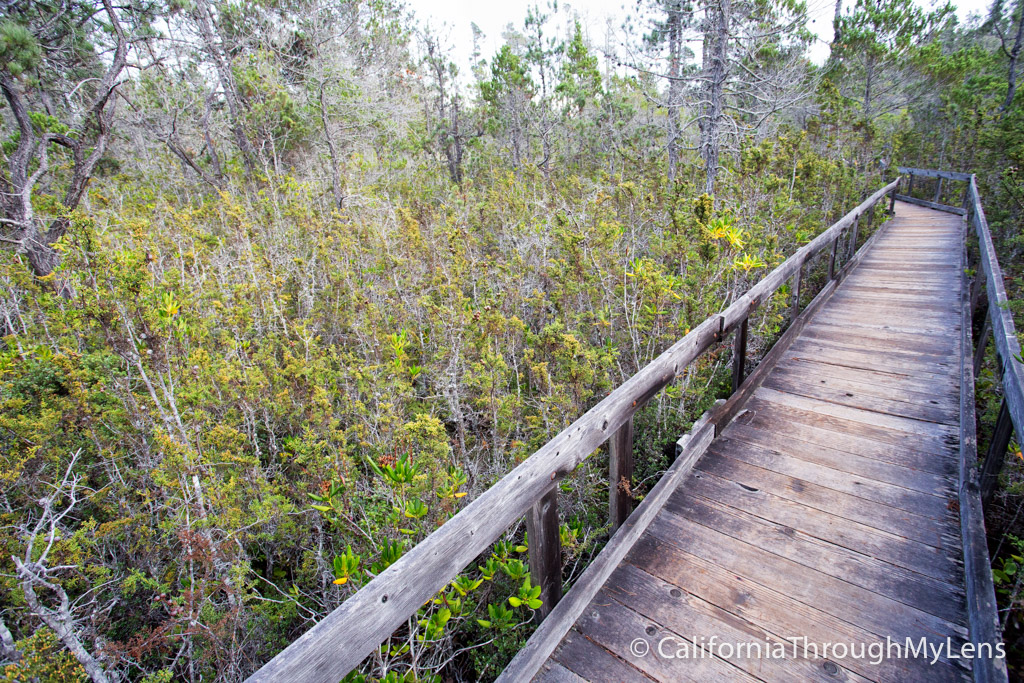 Pygmy Forest of Mini Trees in Van Damme State Park - California Through ...