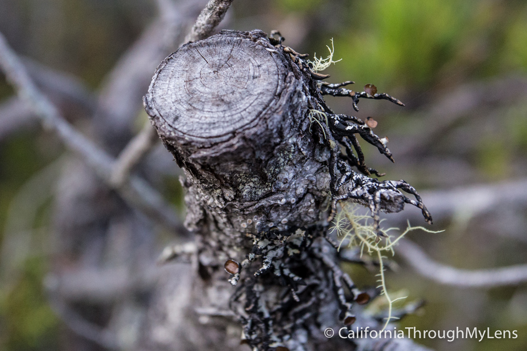 Pygmy Forest of Mini Trees in Van Damme State Park - California Through ...