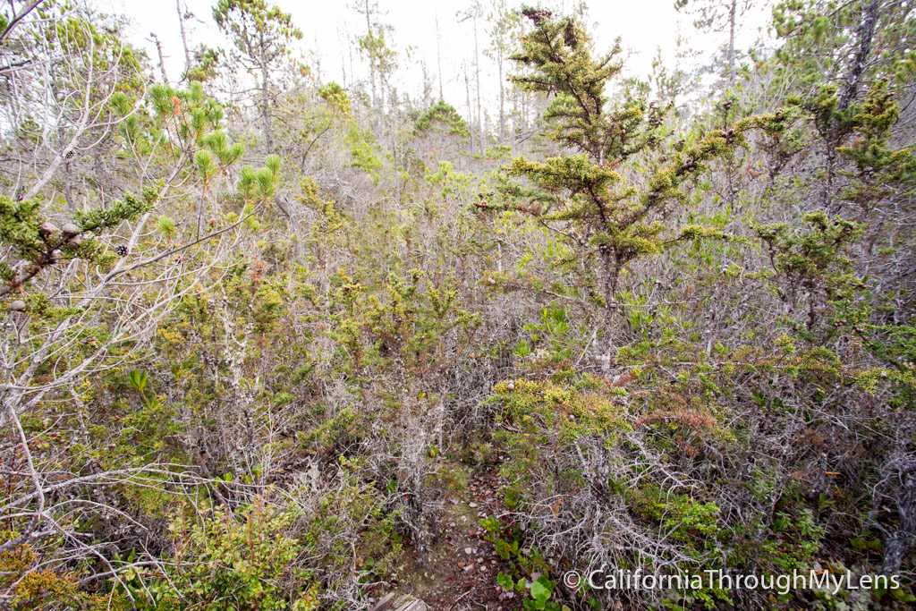 Pygmy Forest of Mini Trees in Van Damme State Park - California Through ...