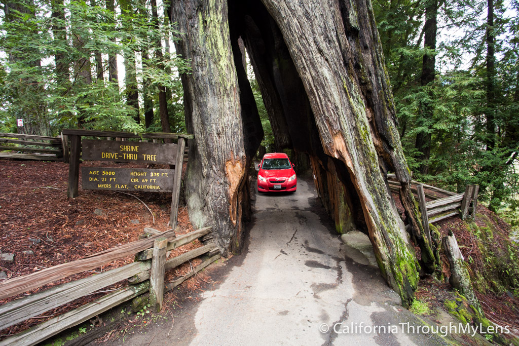 Shine Drive-Thru Tree in the Avenue of the Giants - California Through ...