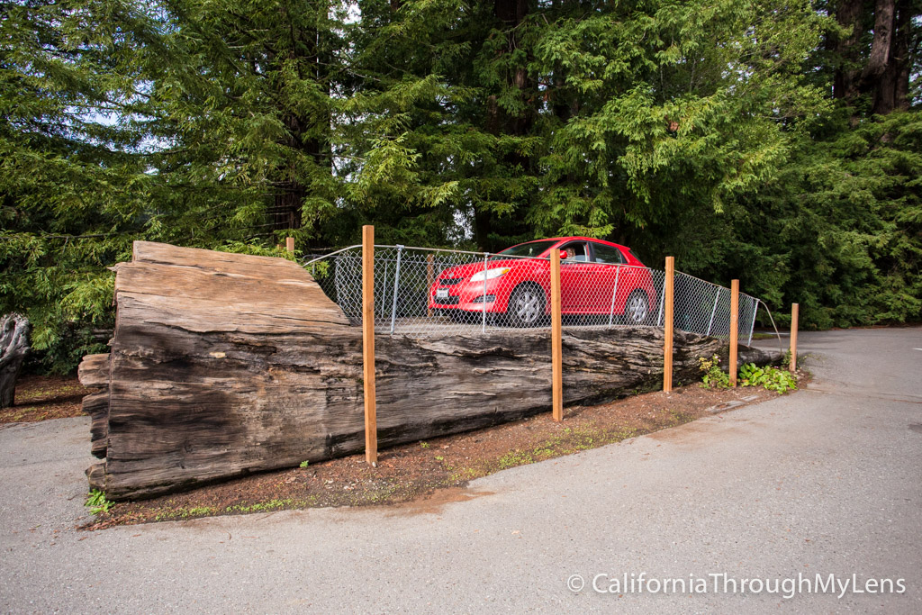 Shine Drive-Thru Tree in the Avenue of the Giants - California Through ...