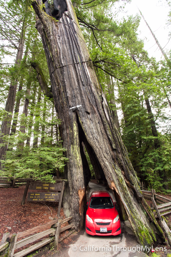Shine Drive-Thru Tree in the Avenue of the Giants - California Through ...