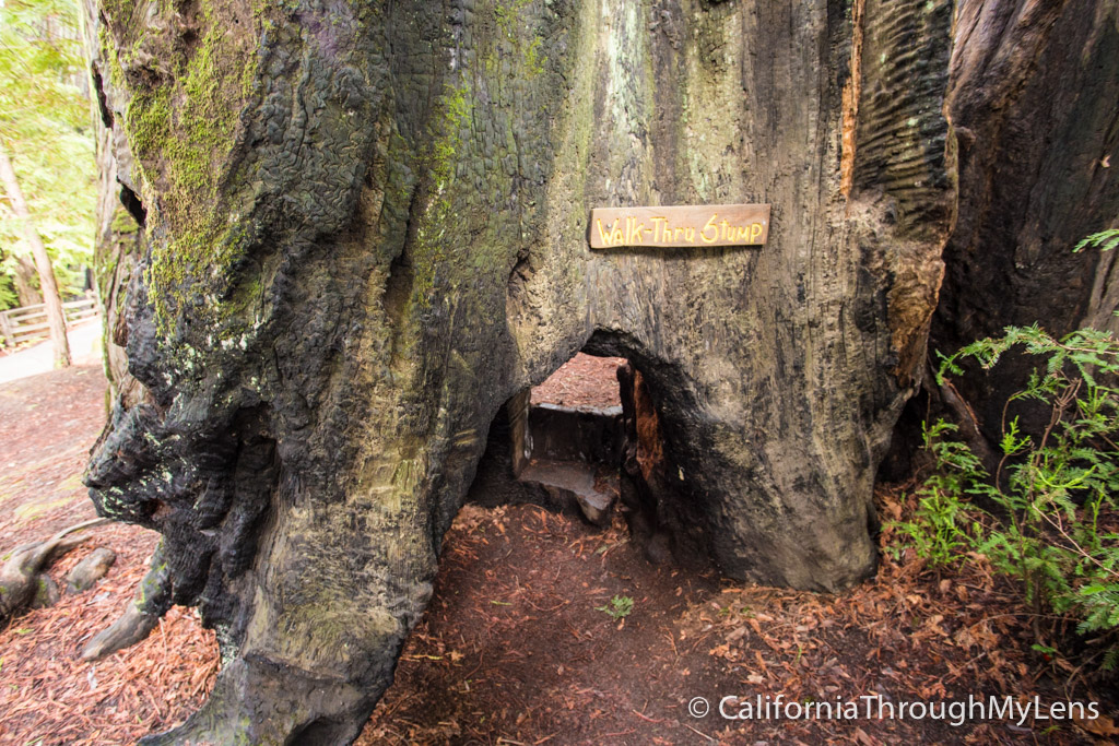 Shine Drive-Thru Tree in the Avenue of the Giants - California Through ...