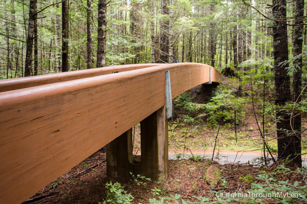 Lady Bird Johnson Grove in Redwoods National Park - California Through ...