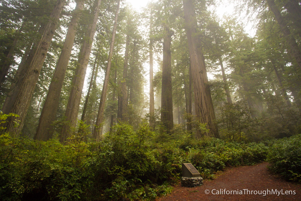 Lady Bird Johnson Grove in Redwoods National Park - California Through ...