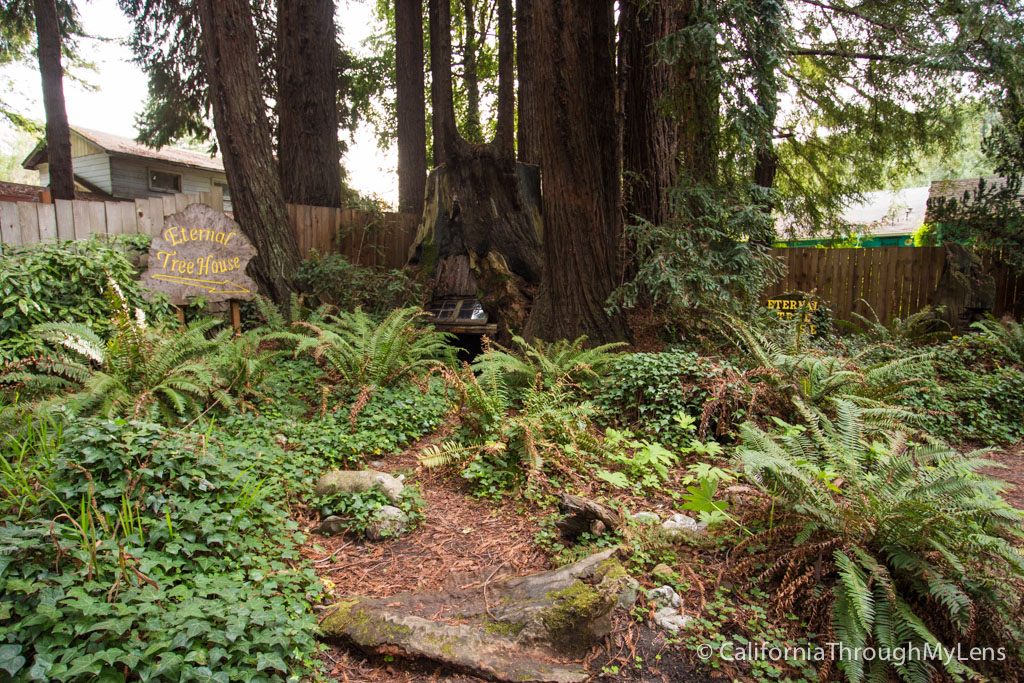 Mendocino or Fort Bragg to Eureka: Pacific Coast Highway Roadtrip Guide ...