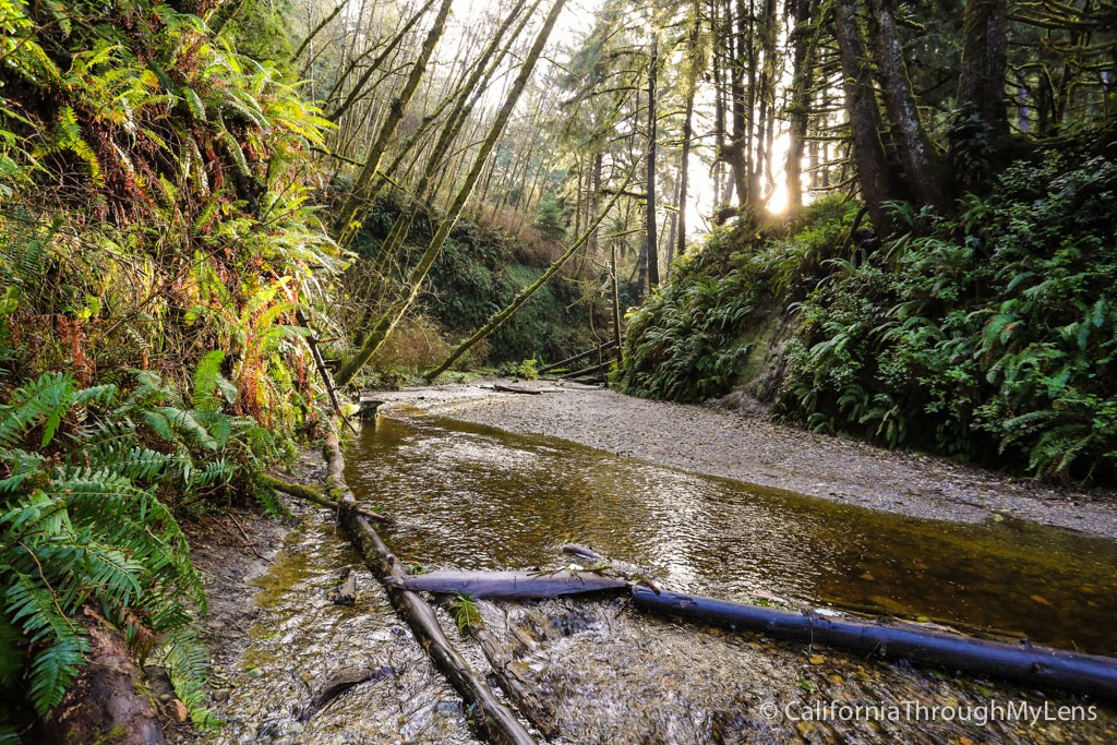 Fern Canyon: A Majestic Hike in Northern California - California ...