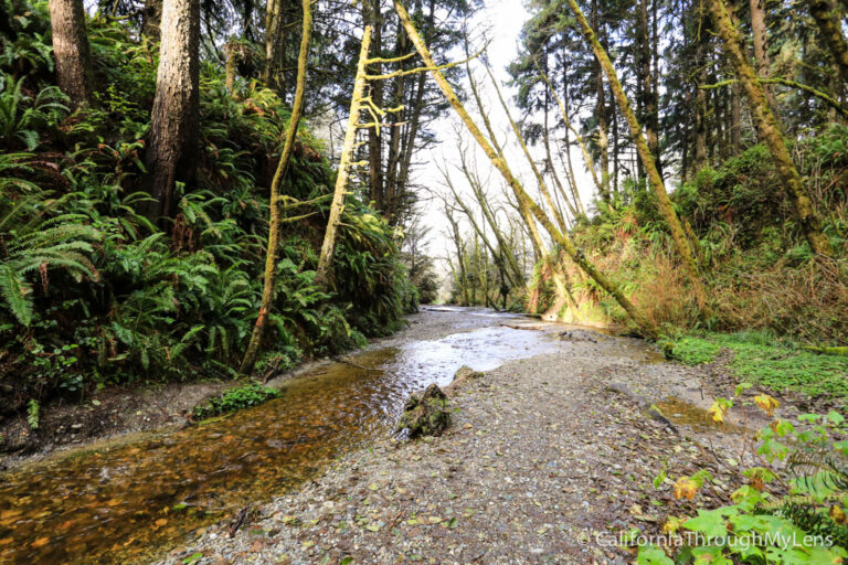 Fern Canyon: A Majestic Hike in Northern California - California ...
