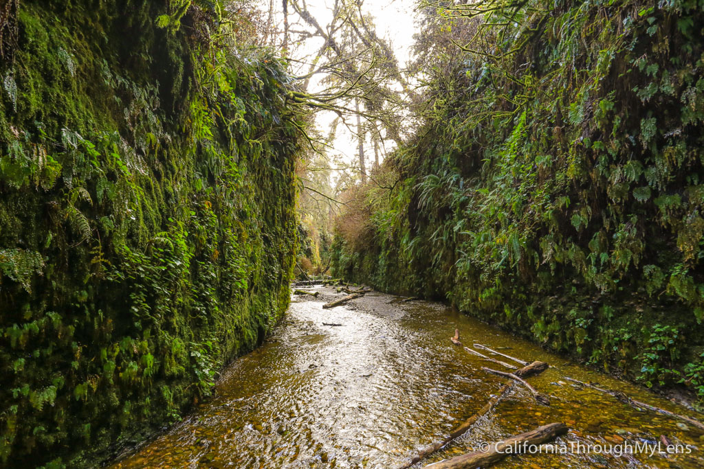 Fern Canyon: A Majestic Hike in Northern California - California ...