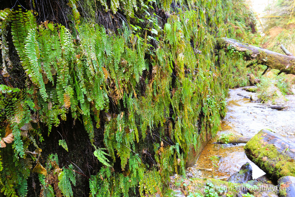 Fern Canyon: A Majestic Hike in Northern California - California ...