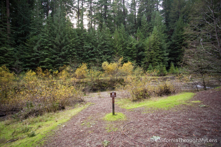 Giant Tree and Flat Iron Tree in Avenue of the Giants - California ...