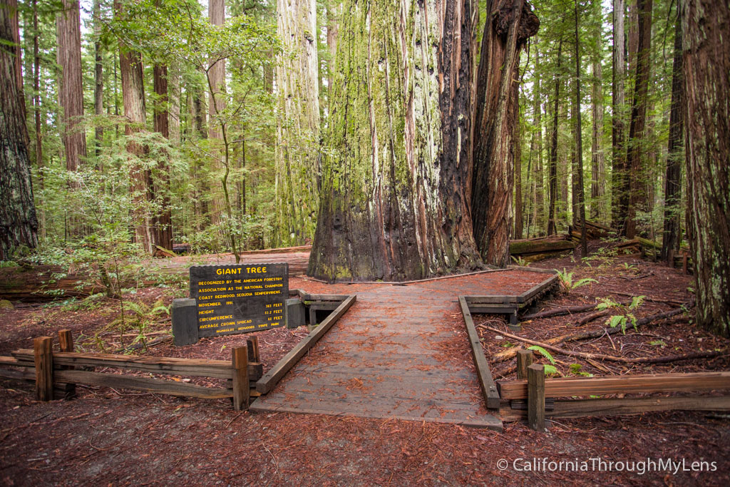 Giant Tree and Flat Iron Tree in Avenue of the Giants - California ...