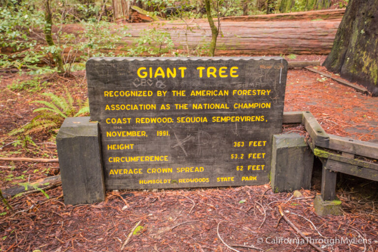 Giant Tree and Flat Iron Tree in Avenue of the Giants - California ...