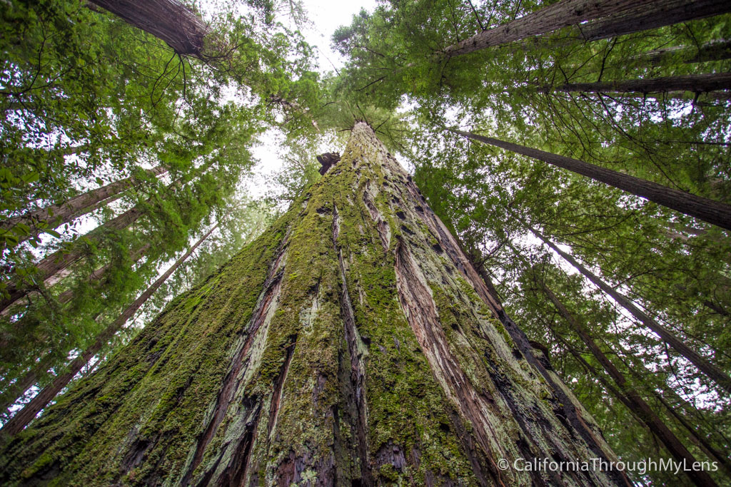 Giant Tree and Flat Iron Tree in Avenue of the Giants - California ...