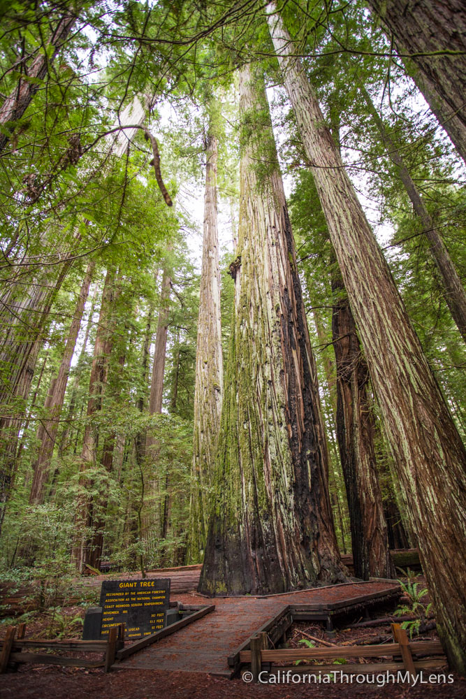 Giant Tree and Flat Iron Tree in Avenue of the Giants - California ...