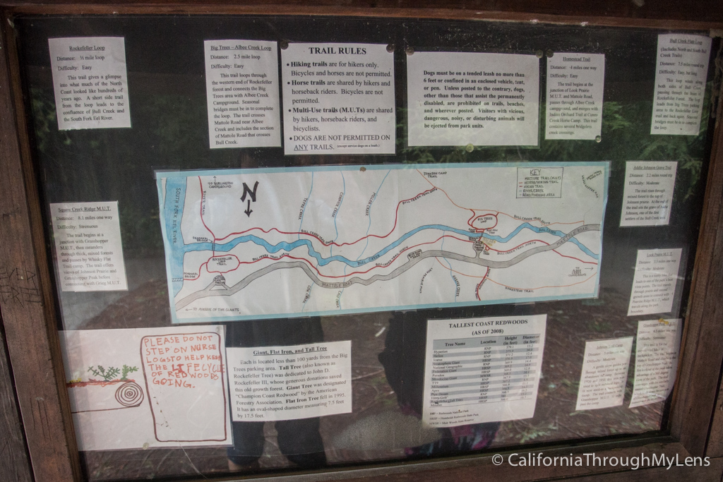Giant Tree and Flat Iron Tree in Avenue of the Giants - California ...
