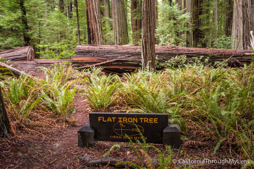 Giant Tree and Flat Iron Tree in Avenue of the Giants - California ...