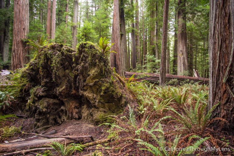 Giant Tree and Flat Iron Tree in Avenue of the Giants - California ...