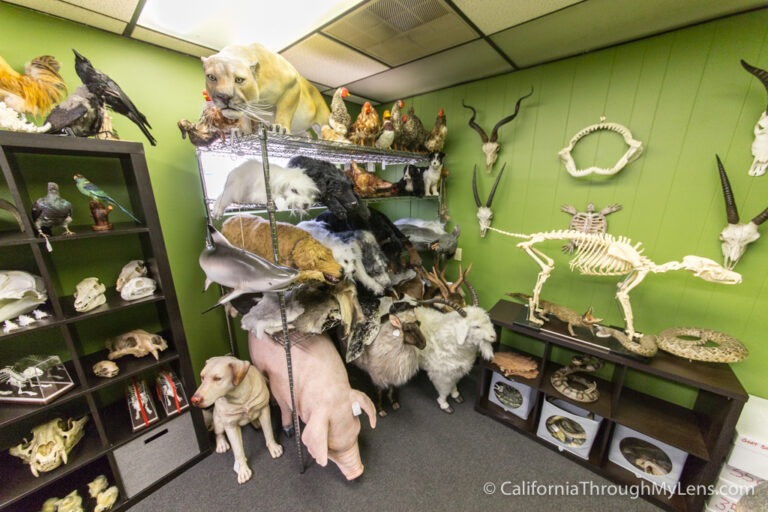 Dapper Cadaver: Hollywood's Favorite Horror Movie Prop Store ...