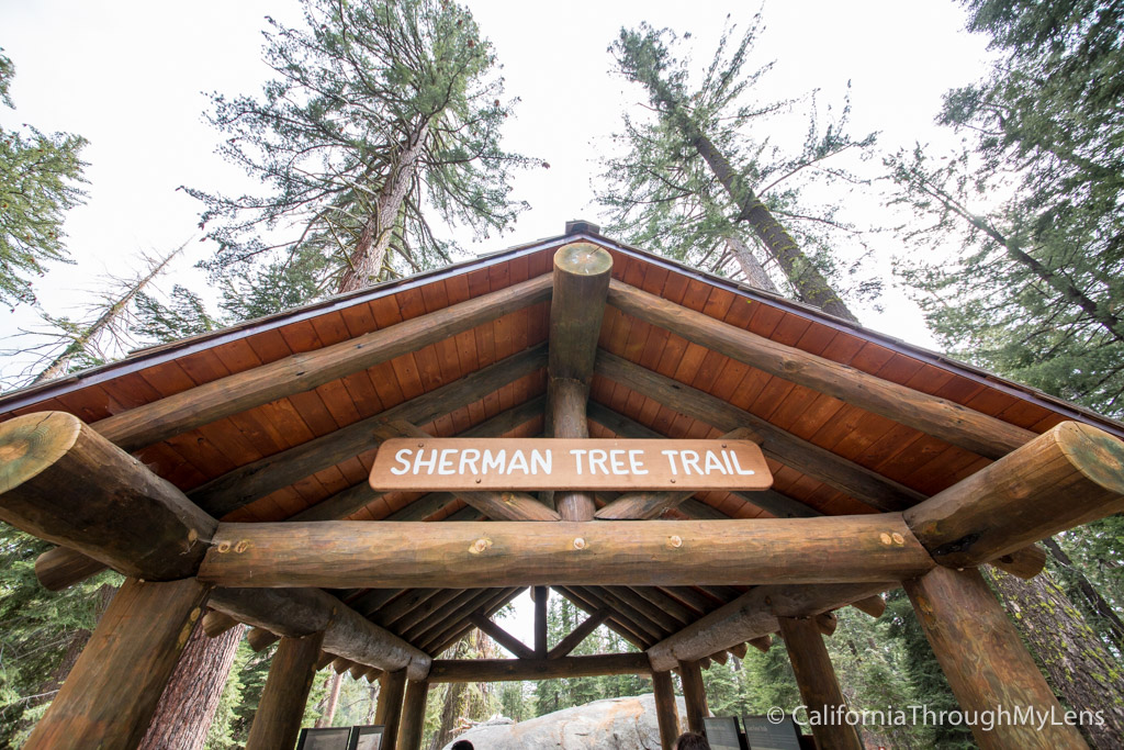 General Sherman Tree: The Largest Tree on Earth by Volume - California ...