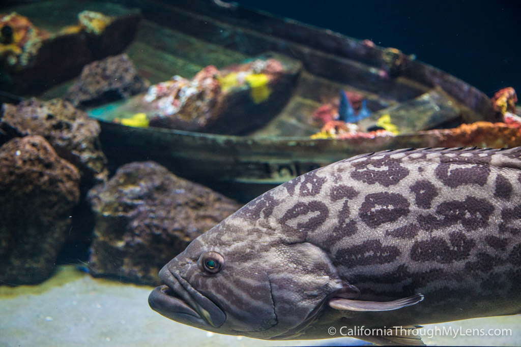 Birch Aquarium at Scripps Institution of Oceanography in La Jolla ...