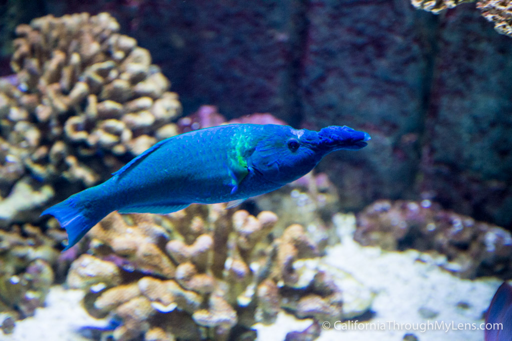 Birch Aquarium at Scripps Institution of Oceanography in La Jolla ...