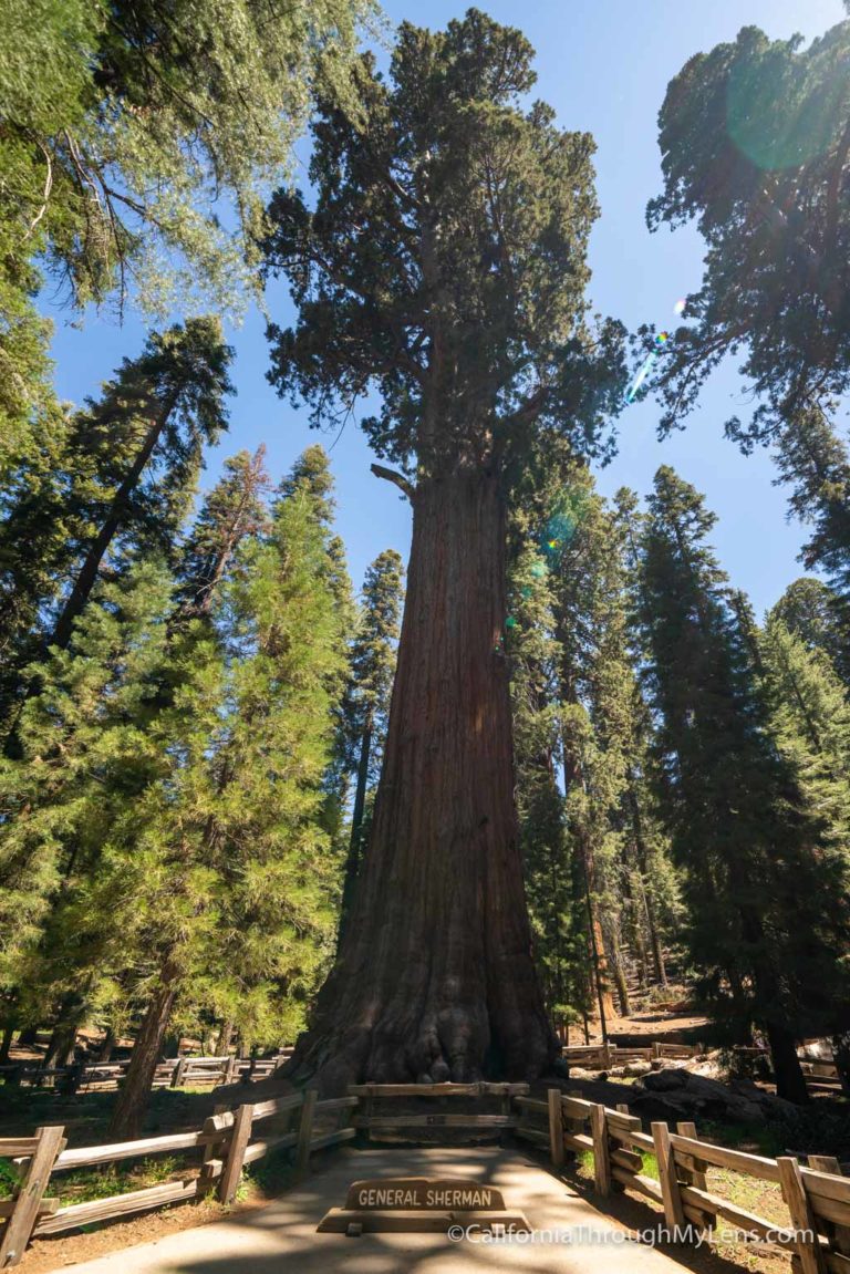General Sherman Tree: The Largest Tree on Earth by Volume - California ...