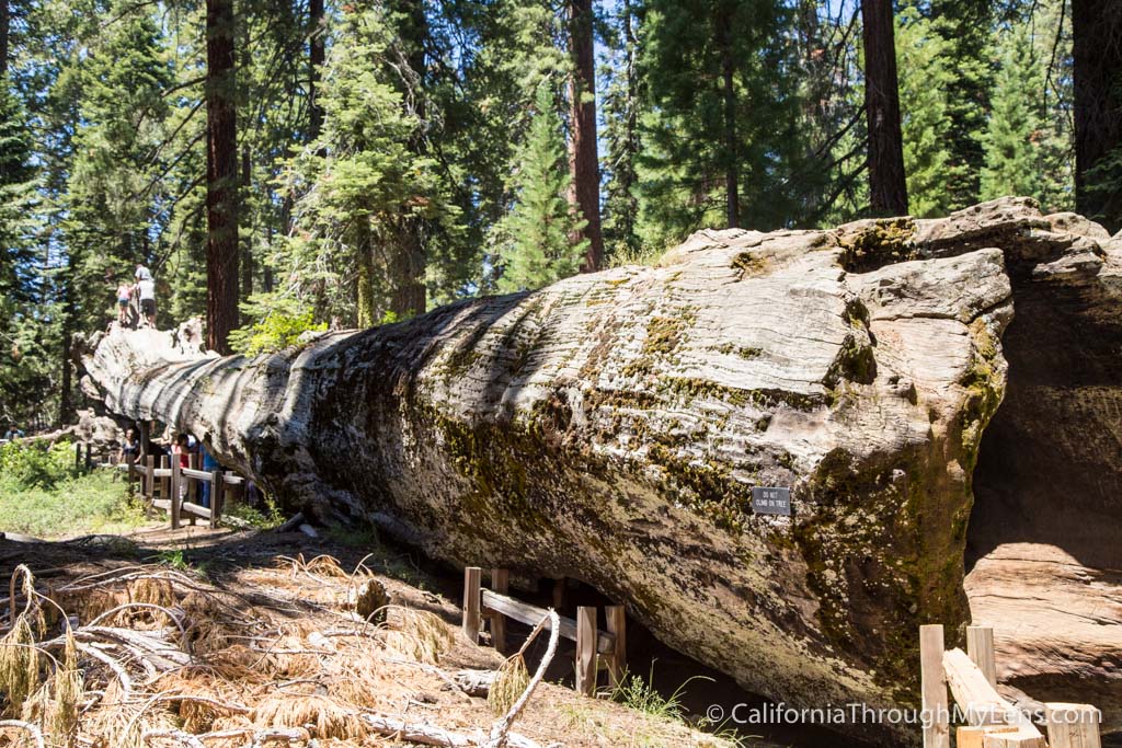 Big Trees Transit Shuttle to Kings Canyon and What to Do When There ...